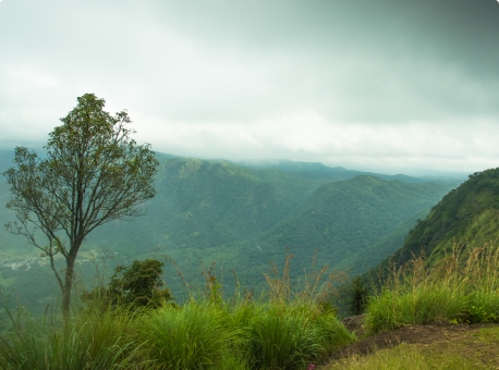 blog1 | Willow Tree Therapy Services